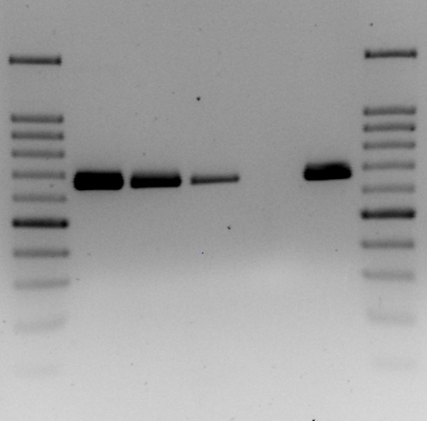 Istituto Zooprofilattico Sperimentale del Lazio e della Toscana M. Aleandri