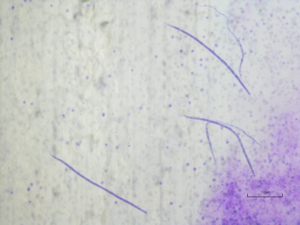 Istituto Zooprofilattico Sperimentale del Lazio e della Toscana M. Aleandri